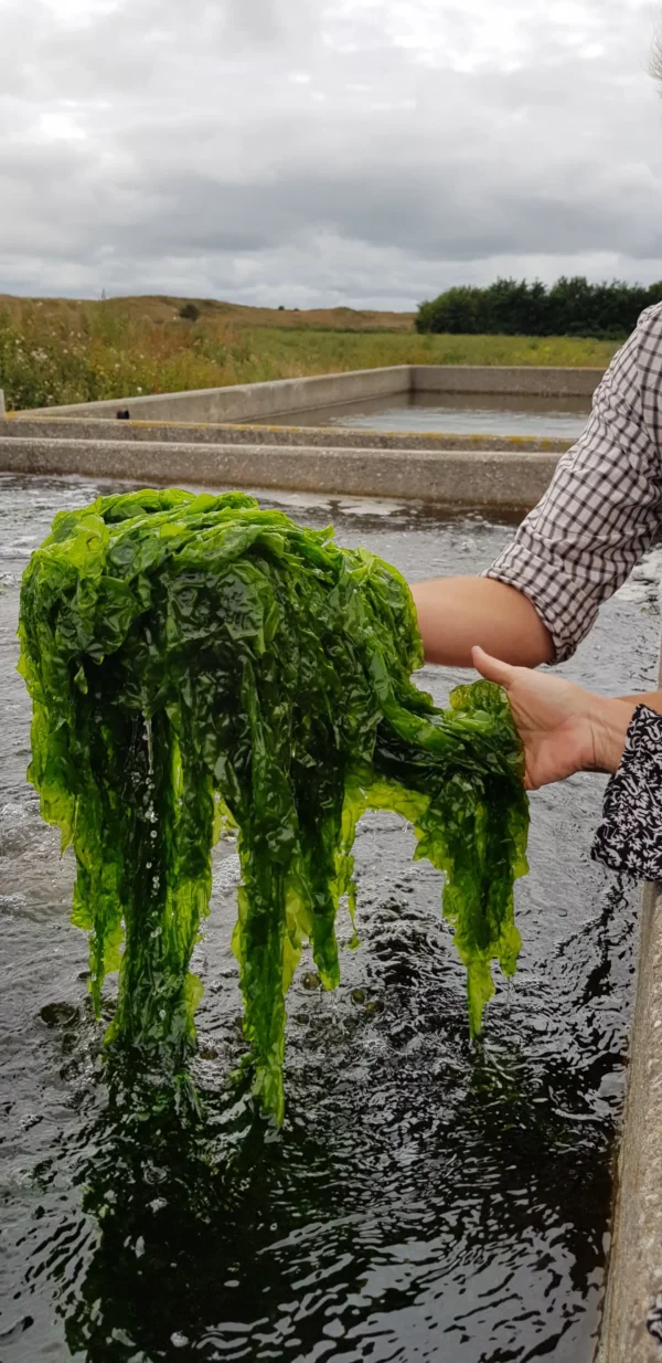 Seaweed | Pure potent powerful - The|Tides Wellness