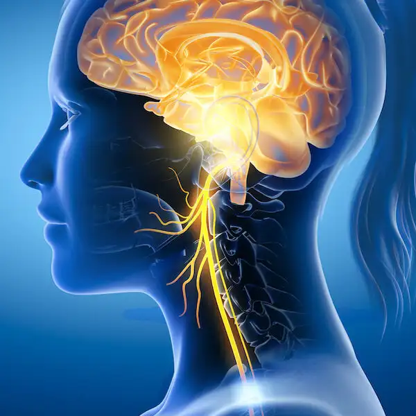 The Polyvagal Theory and the Vagus Nerve - The|Tides BrainBodyMind Wellness